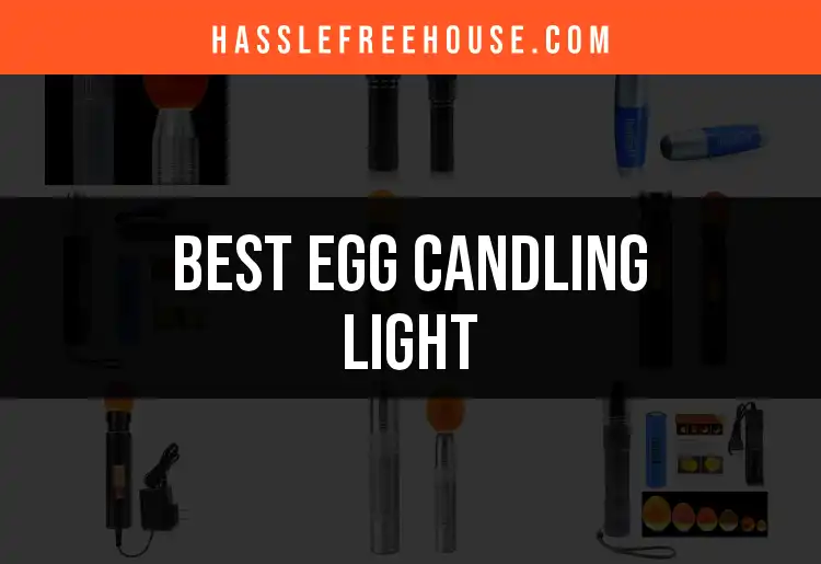10 Best Egg Candling Lights for Perfect Hatching