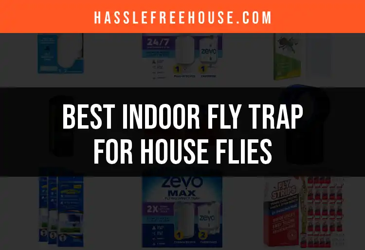 17 Indoor Fly Traps for House Flies: Our Top Picks