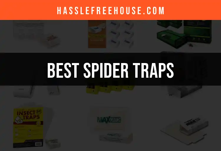 15 Effective Spider Traps for a Pest-Free Home